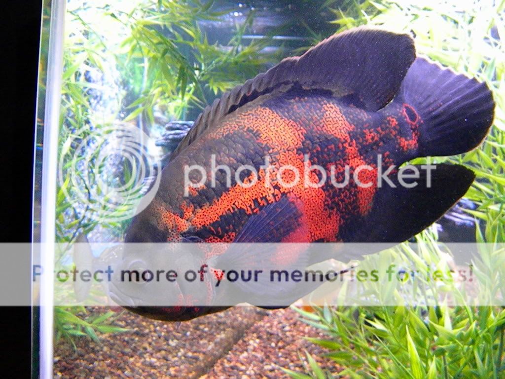 Relieved | Cichlid Fish Forum