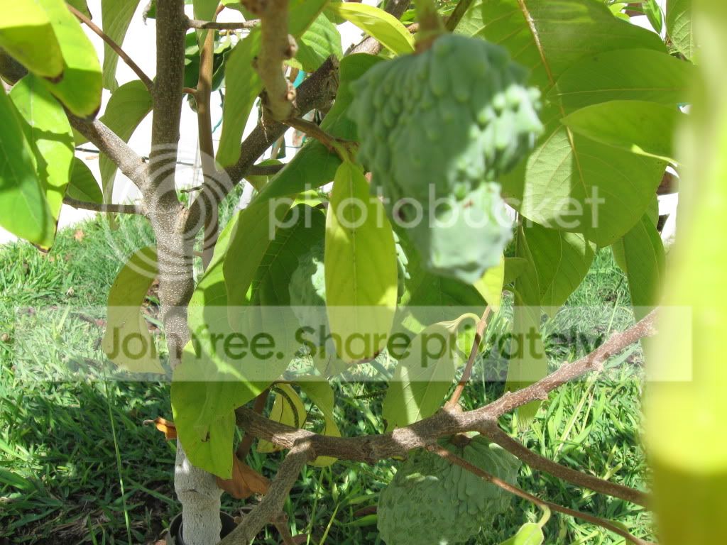 Dr. White Cherimoya Tree