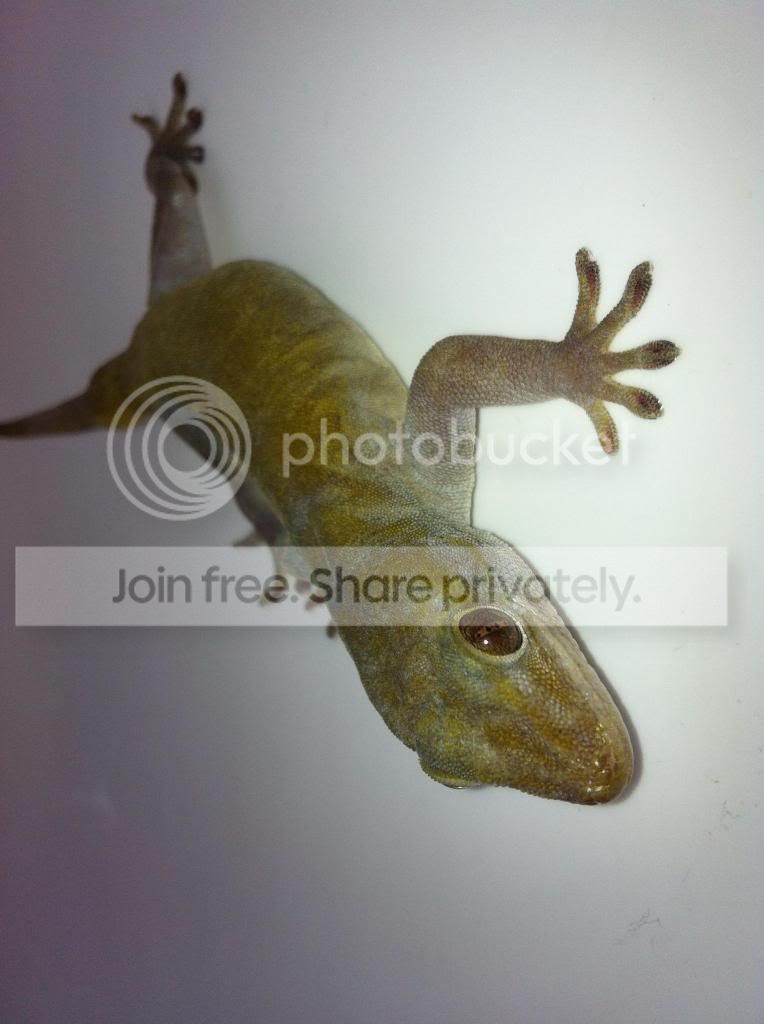 Wales - Golden Gecko | Reptile Forums