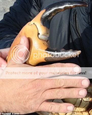 Crabzilla | Fishing - Fishwrecked.com - Fishing WA. Fishing Photos & Videos